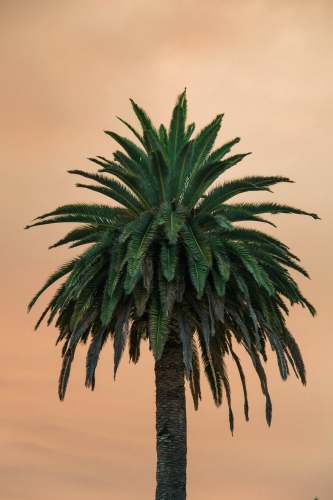 1067+ Palm tree Images, Pictures JPG HD Free Photos